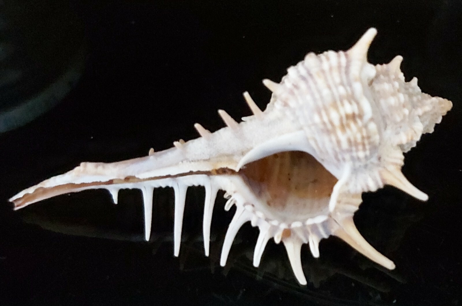 Murex Sea Shells Lot 7 Pcs Natural Seashells Rare Beach Mediterranean ...