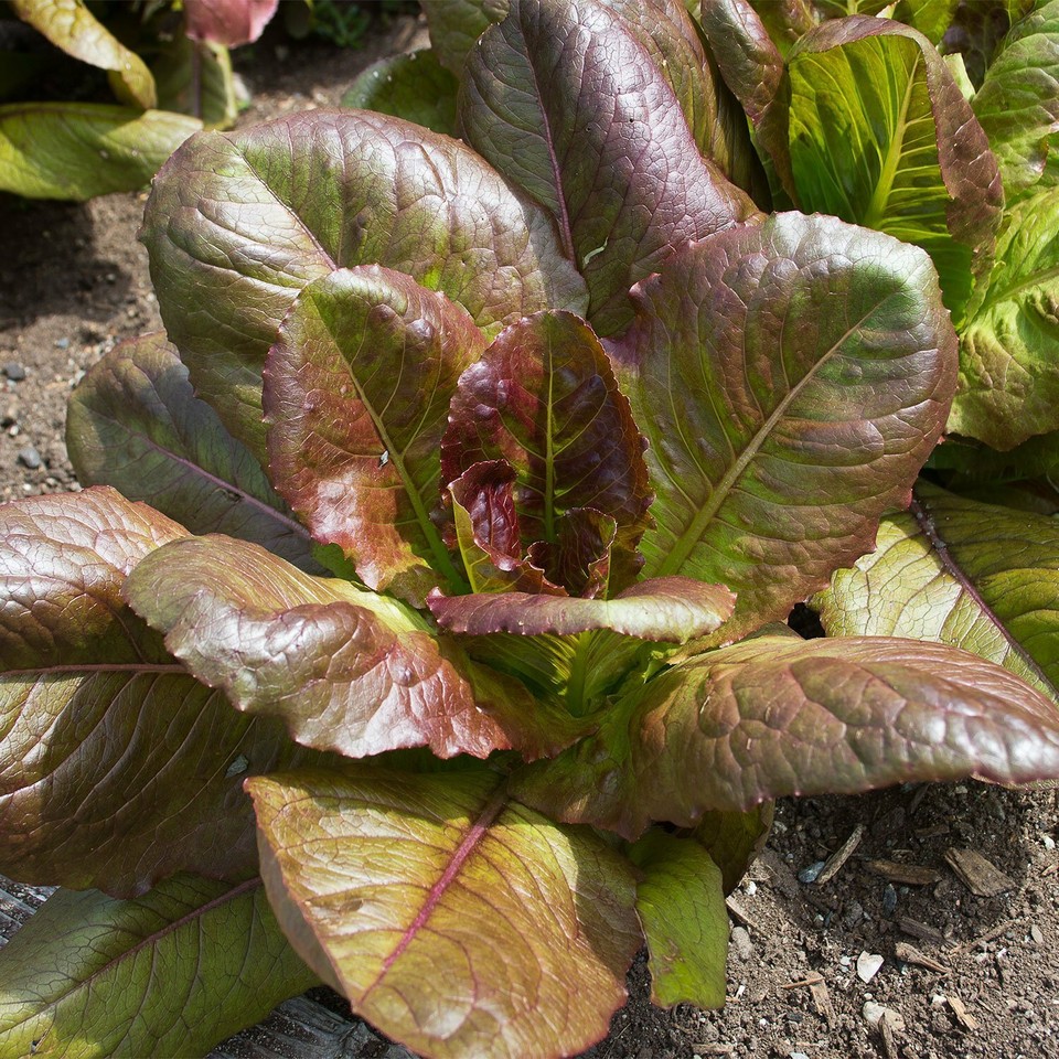 Rouge D'Hiver Lettuce Seeds, Red Romaine, Red Winter, NON-GMO, FREE ...