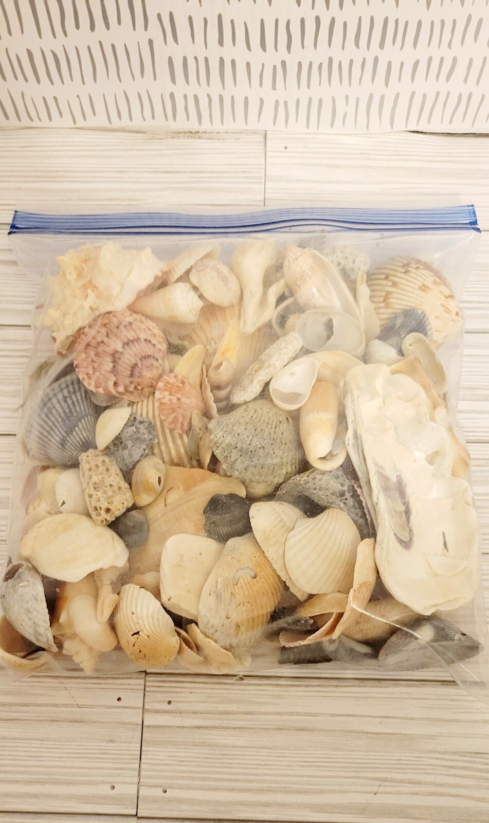 Lot - Gallon Bag Of Seashells Shells From Various Florida Beaches ...