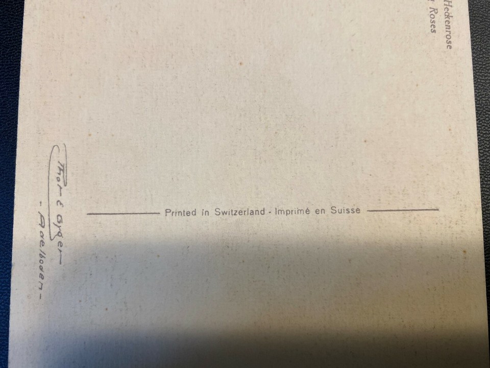 Vtg Rosa Canina Bontanical Post Card " Thor Gyger Number 3214 " NOS" | eBay