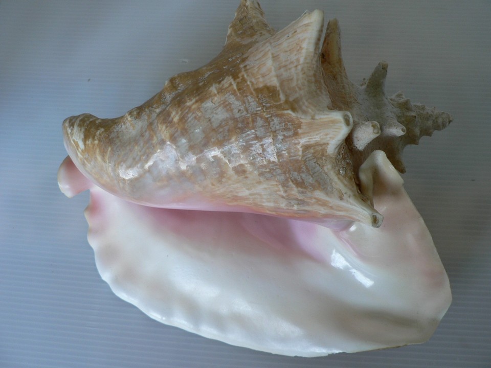 CONCH SHELL, HORNED - HAWAIIAN LARGE PINK | eBay