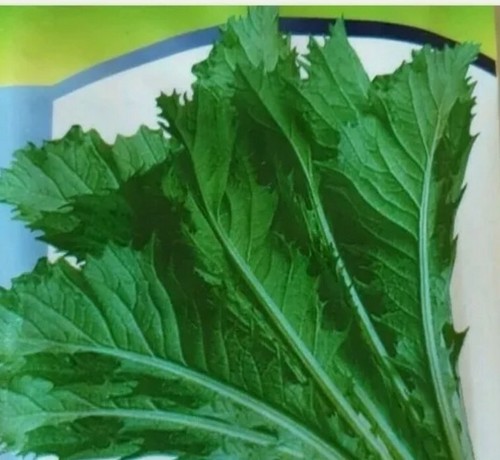 All Season,Thai Mustard Leaf Bangladeshi Lai Pata Chinese Leaf 3.5 gram ...