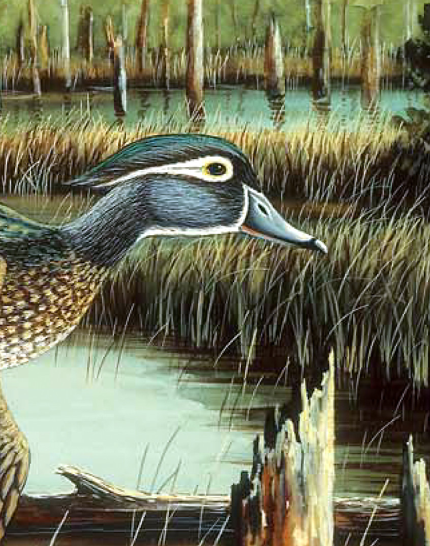 JAMES PARTEE JR WOODDUCK "RUM CREEK WOODIES" COLORFUL WATERFOWL 16x20 ...