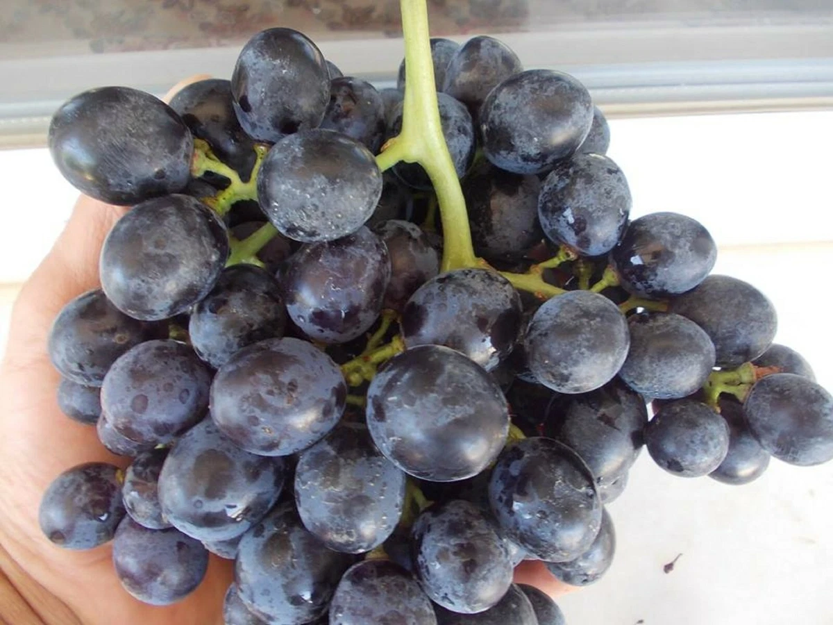 Syrah Grapes