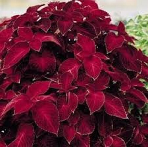 50+ Coleus Wizard Scarlet Flower Seeds/ Shade Loving Annual | eBay