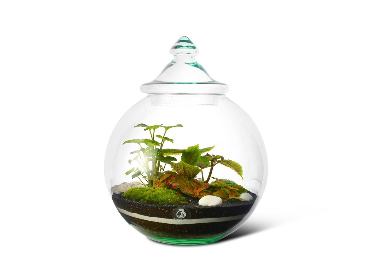 Ecosystems Terrariums With Full The Grassland Terrarium Closed