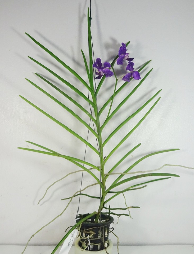 Vanda Papilionanda Chao Praya Violet, Strong Fragrance, Orchid Plant ...