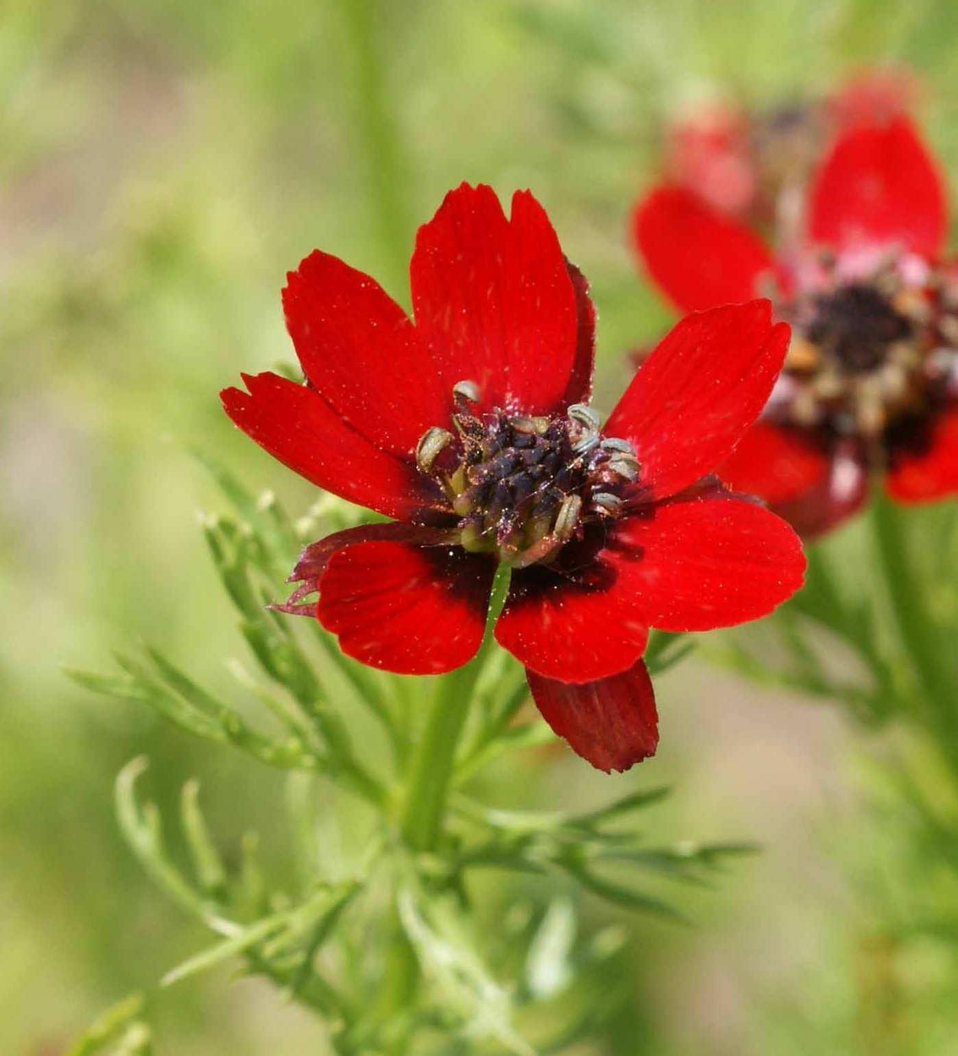 Pheasants Eye Adonis Annua Rare Unusual Stunning Garden Plant | eBay UK