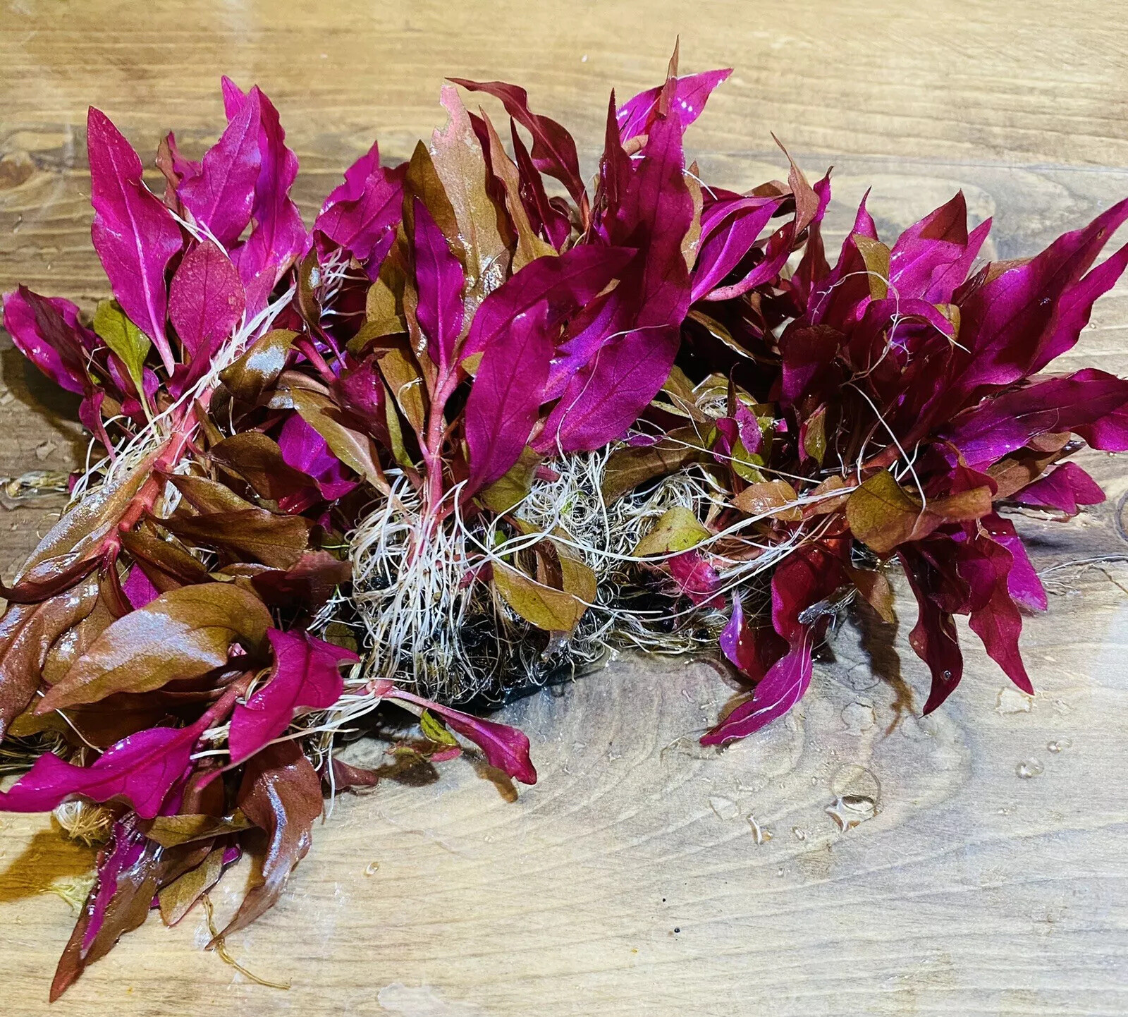 Alternanthera Reineckii Roseafolia