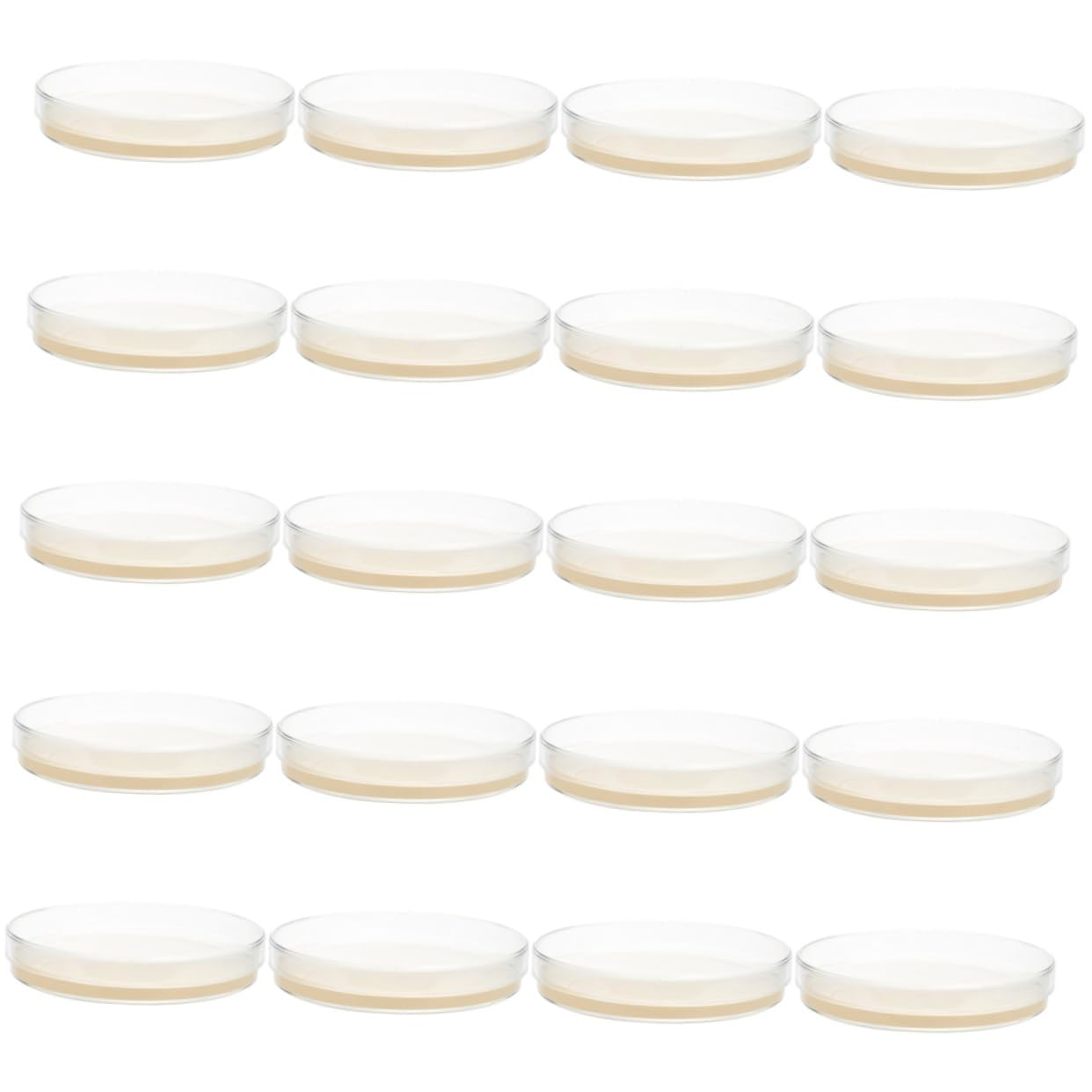 Prepoured Agar Petri Dishes 20 Pcs Nutrient Agar Plate Petri Dishes ...