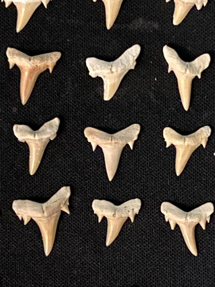 100 Fossil Shark Teeth- (#12) Sand Tiger Shark (Odontaspis) Craft ...