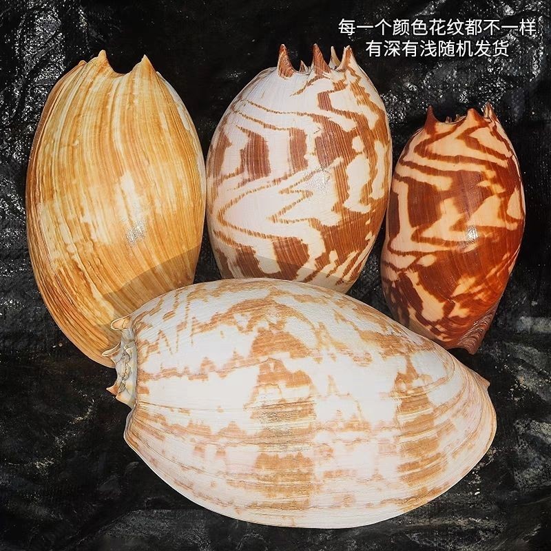 18-20cm Natural Sea Conch Shell Indonesian Coconut Snail Seashell | eBay