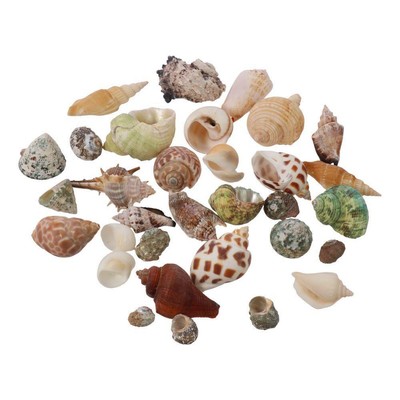 30PCS Microlandscape Decoration of Crab Shell Fish Tank Shell Conch ...