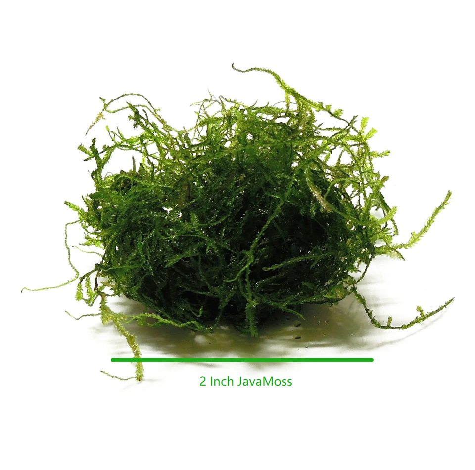 Java Moss Vesicularia Dubyana Easy Live Aquarium Moss Plant SHRIMP SAFE ...