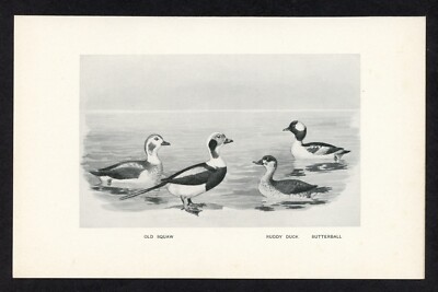 Ducks, American game bird illustration, 1898 hunting print | eBay