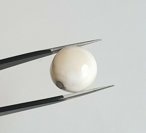 14X9'MM White Natural Japanese Mediterranean Sea Coral Loose Half Round ...