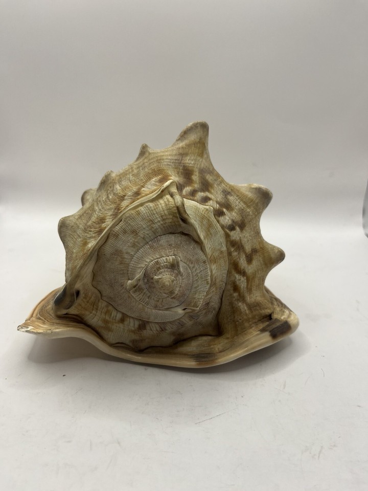 Genuine Vintage 7in Conch Shell Horn Tiger Shell Very Nice! | eBay