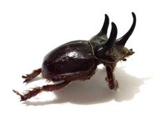 35+Dead+Bugs+Entomology+Class+Insect+Bug+Collection+Identified+USA ...