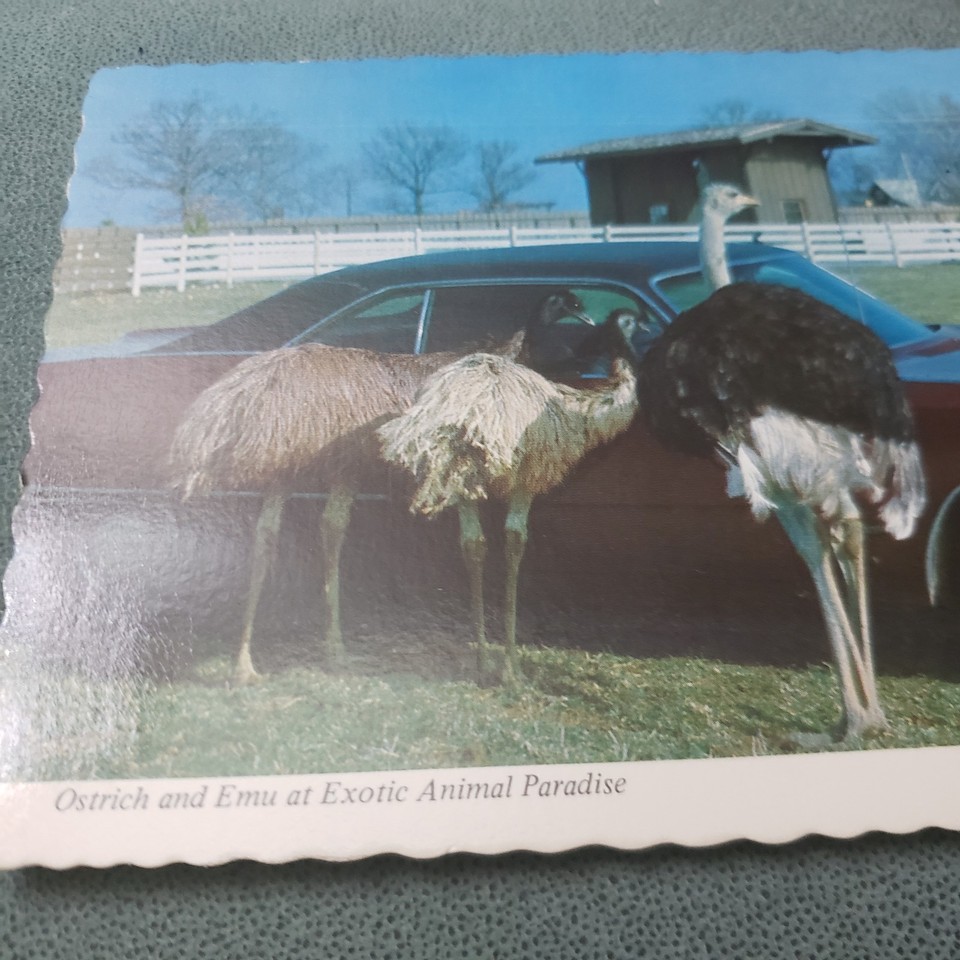 Vintage Postcard Ostrich Emu Exotic Animal Paradise Springfield MO 70s ...