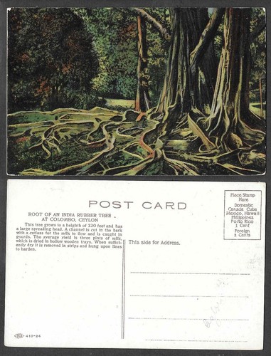 Old Ceylon Postcard - Colombo - Root of an India Rubber Tree | eBay
