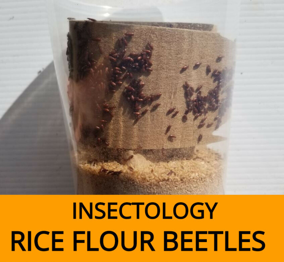 Confused Rice Flour Beetle (Tribolium confusum) Fruit Fly Pinhead ...