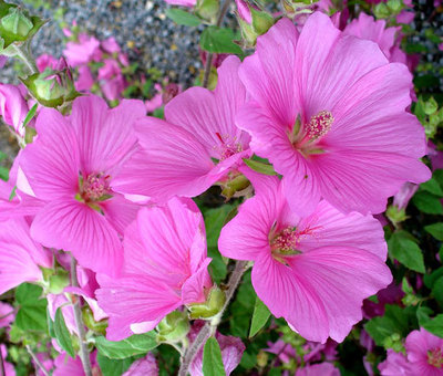 ROSE MALLOW MIXED COLORS Lavatera Trimestris - 1,000 Bulk Seeds | eBay