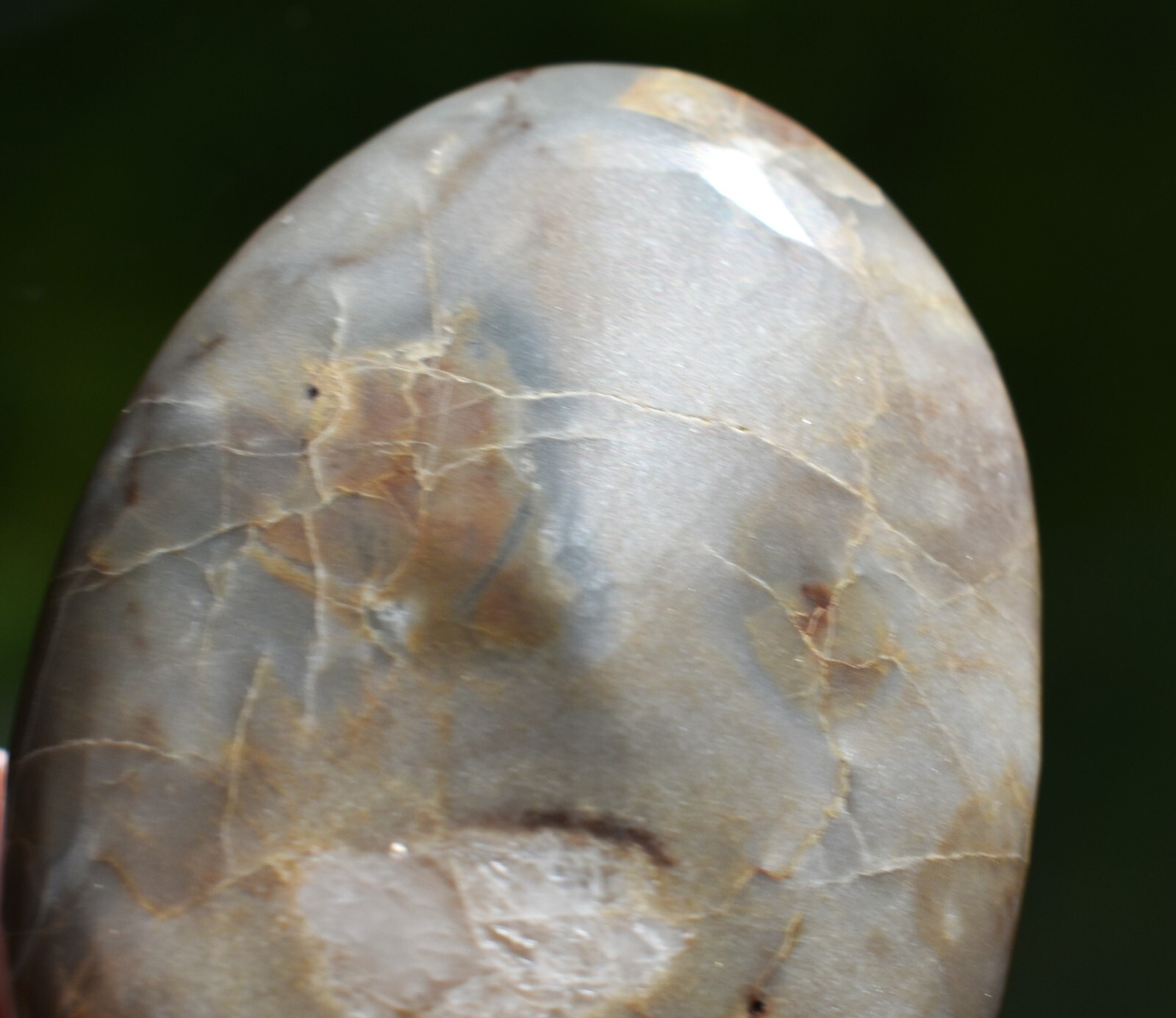 Agatized Coral Fossil Blue Red Ancient Seabed Natural from North ...