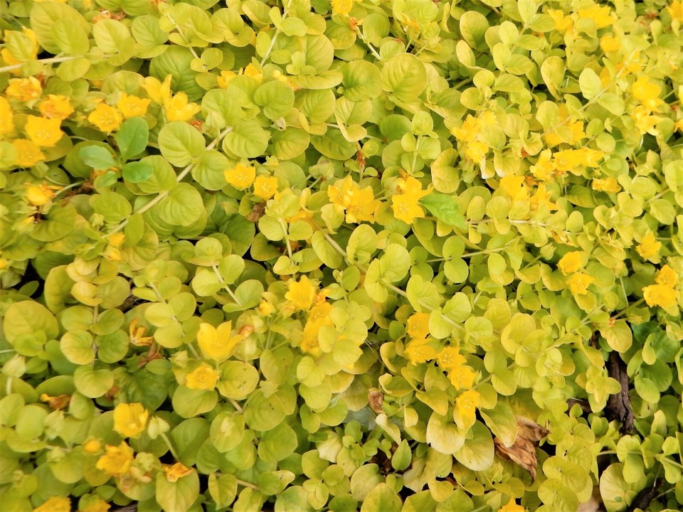 Golden Creeping Jenny Groundcover - 20+ Plants - Perennial | eBay