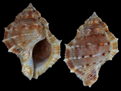 Bursa elegans - Shells from all over the World | eBay