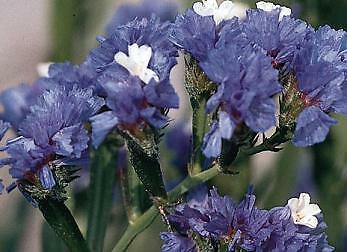 Statice QIS Pale Blue 500 seeds | eBay