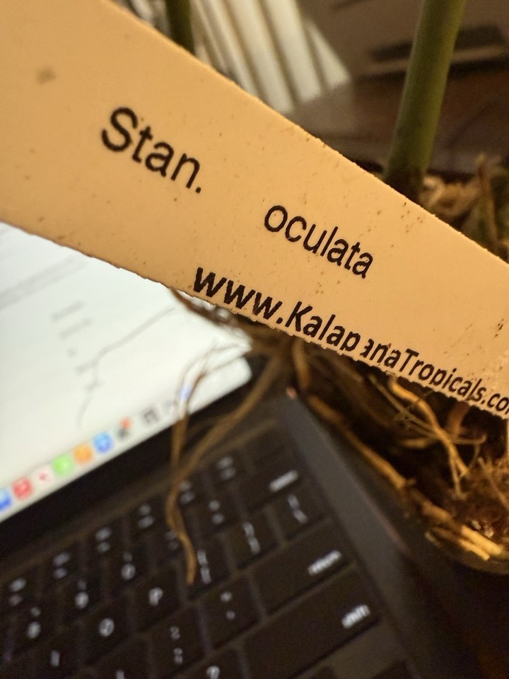ORCHID PLANTS Stan Oculata 1 Bulb No Pot Bare Root | eBay