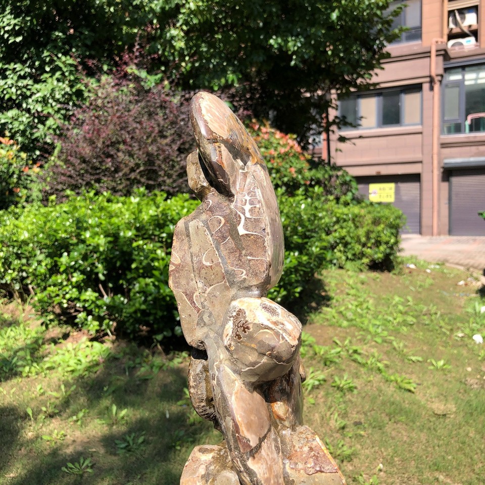 11.39LB Rare! Natural Tentacle Ammonite FossilSpecimen Shell Healing ...