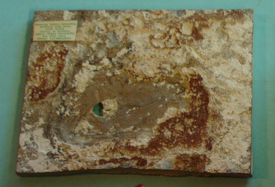 Fish Fossil Fresh Water Green River WY VERTEBRATA Original Tag Cenozoic ...