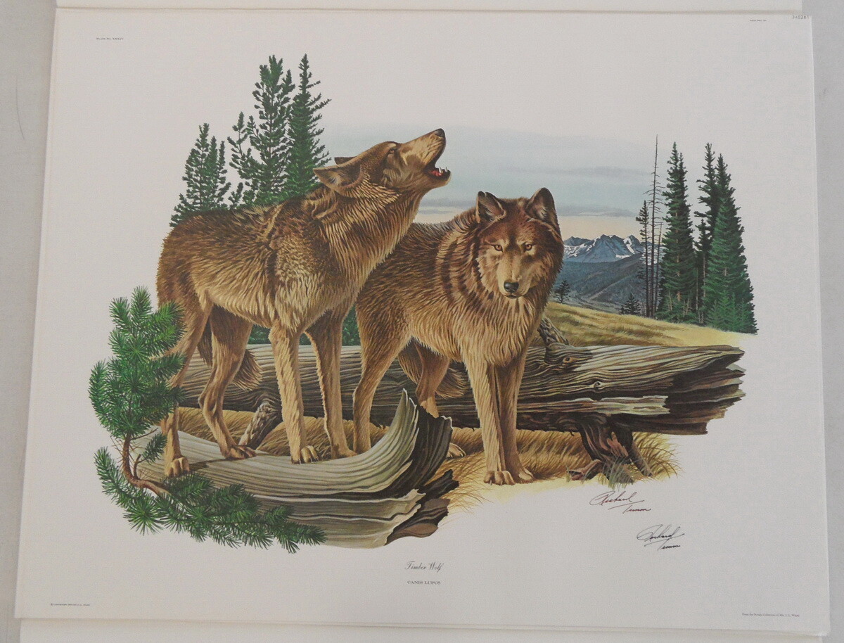Richard Timm Timber Wolf 22"x28" Registered & Signed Lithography Fine ...