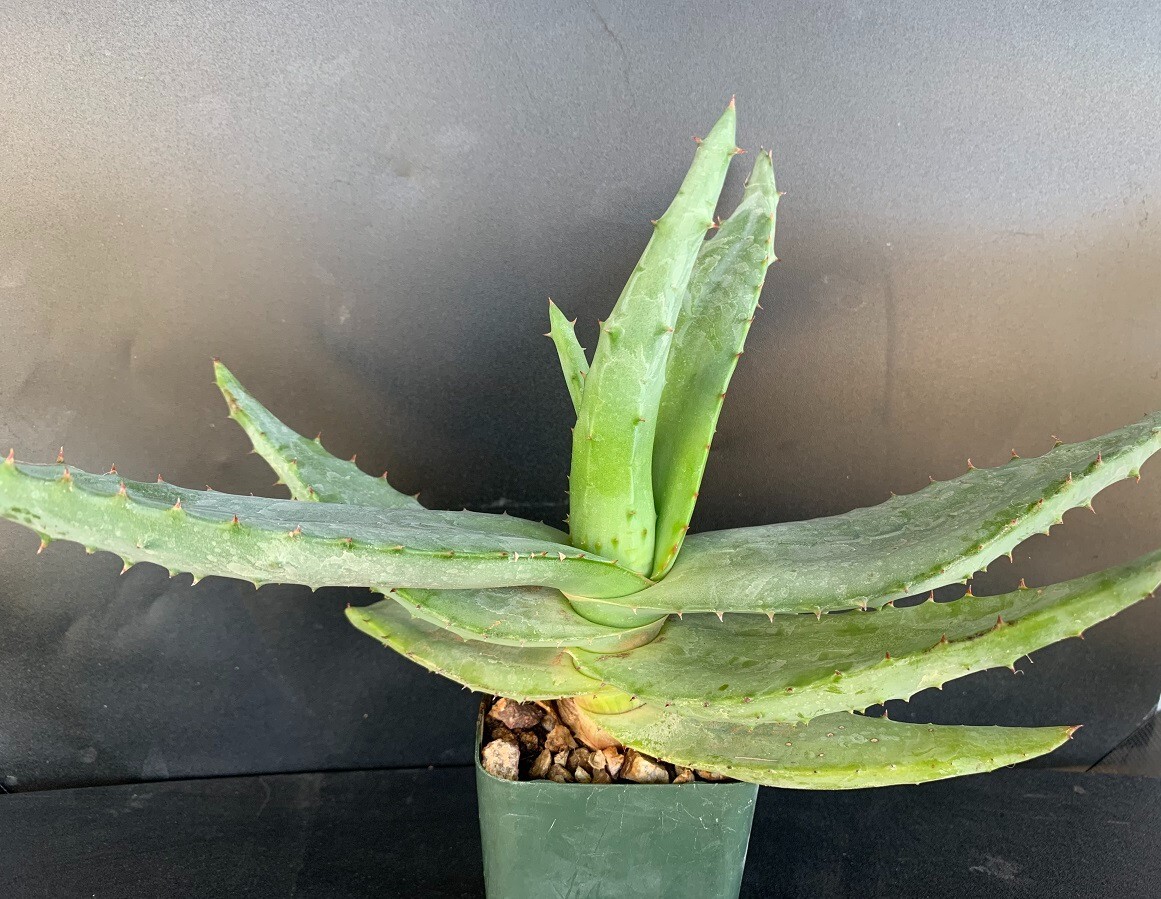 Aloe ferox TREE ALOE - Rare Succulent Well Rooted Plant - 2.5" pot | eBay