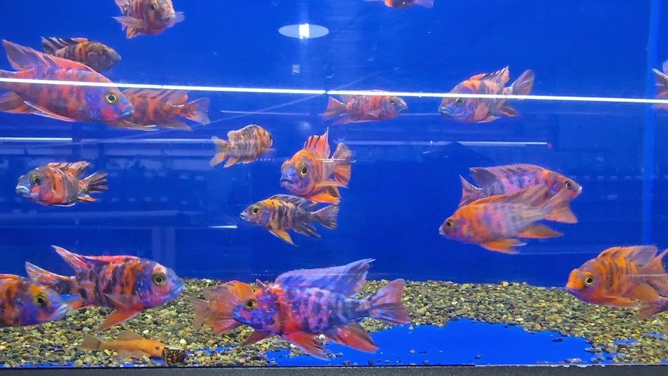 LIVE SUPER RED OB PEACOCK AFRICAN CICHLID 2.5"-3" UNSEXED (combined ...