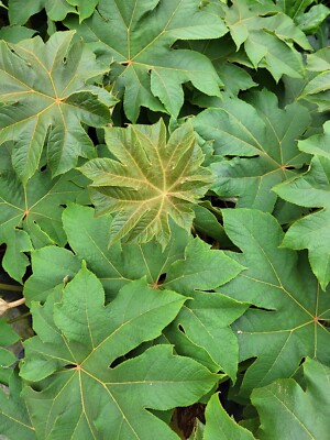 Tetrapanax papyrifer Rex - Chinese Rice-Paper T Rex 5 Litre Pot ...