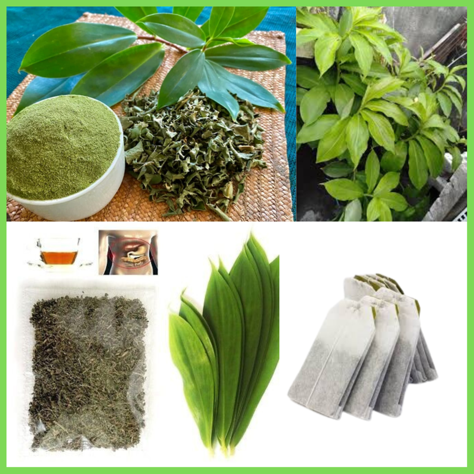 Insulin Plant Leaf Tea Bags Thebu Costus Igneus Diabetic Herbal Organic ...