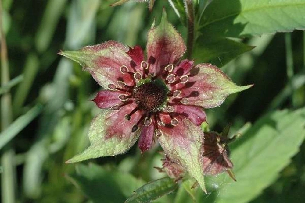 Bog Marsh Cinquefoil
