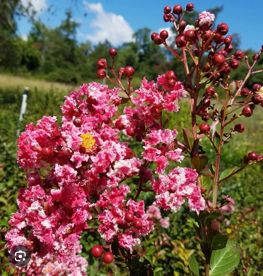 Raspberry Sunday Crape Crepe Myrtle Starter Lagerstroemia Small STARTER ...