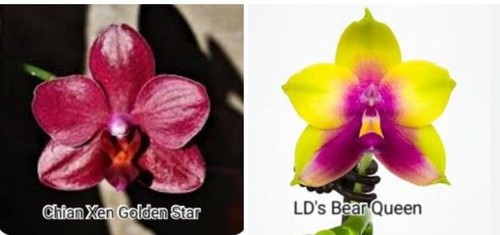 FPOrchids Phal. LD's Bear Queen Miro-32 X Phal. Chian Xen Golden Star ...