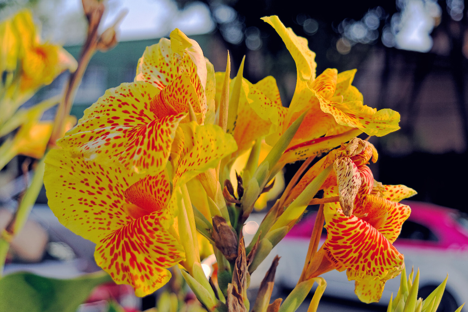 5 YELLOW CANNA LILY Indian Shot Canna Indica Flower Seeds *Flat S/H | eBay