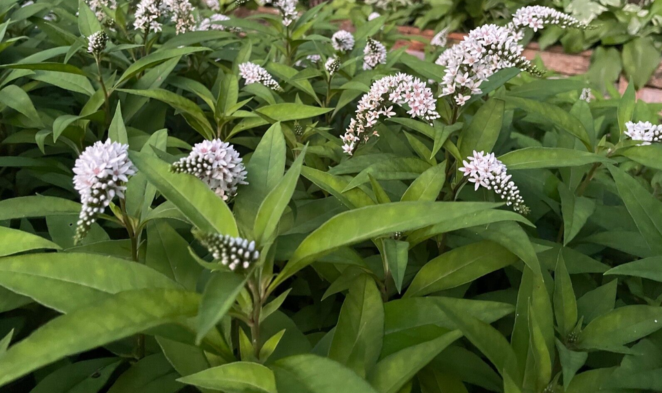 12 Gooseneck Loosestrife Perennial ~ bare Root plants | eBay