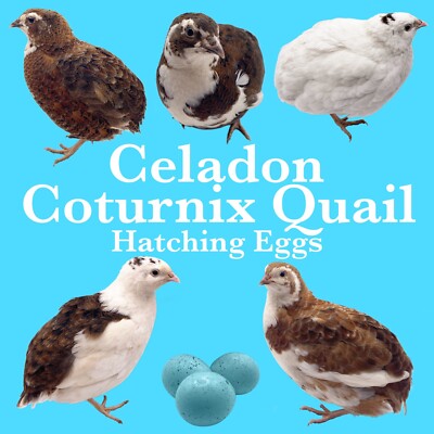 12++ Celadon Blue Coturnix Quail Hatching Eggs | eBay