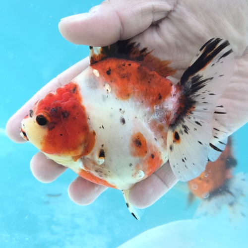 LIVE GOLDFISH TRI COLOR TIGER FEMALE ORANDA 4.2" AAA In USA-EXACT FISH ...