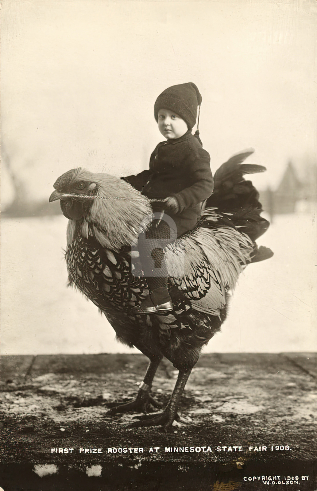 First prize rooster at Minnesota State Fair Humorous 1909 RPPC Postcard ...