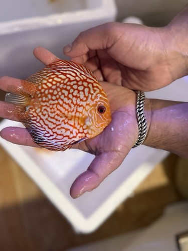 2x Pigeon Discus 5” inch Fish Aquarium (over night shipment) | eBay