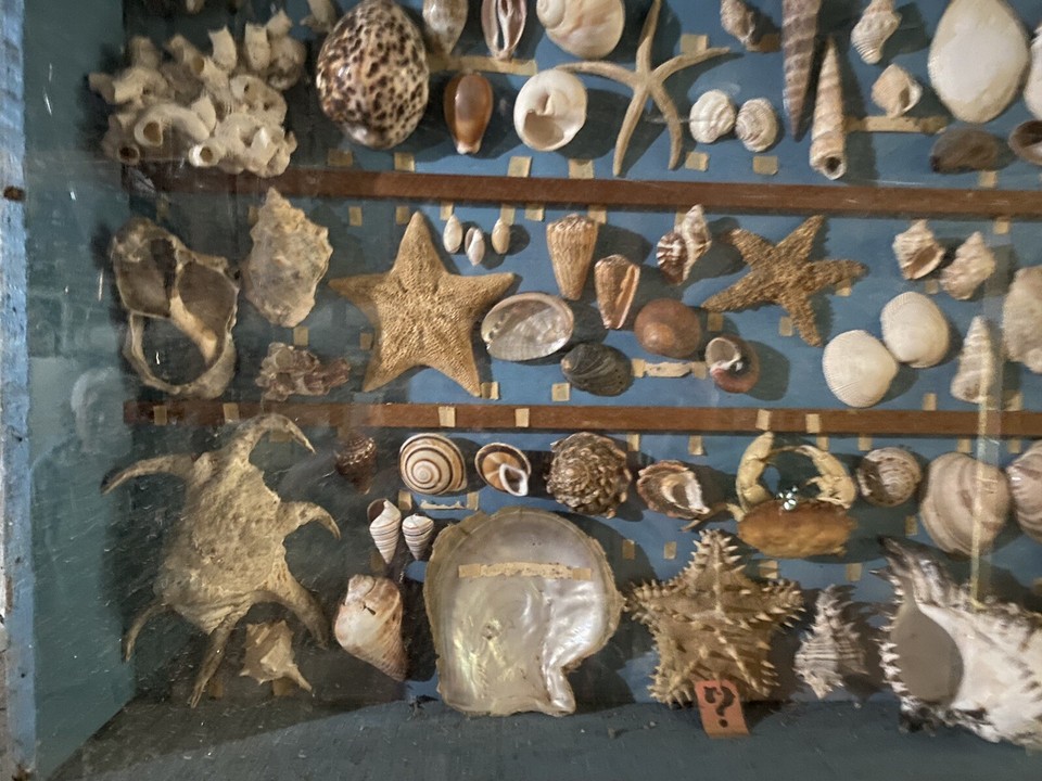 Unique Antique Sea Shell Collecting | eBay