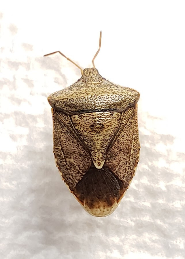Stink Bug Specimens - Insect Collection Pentatomidae Cydnidae ...