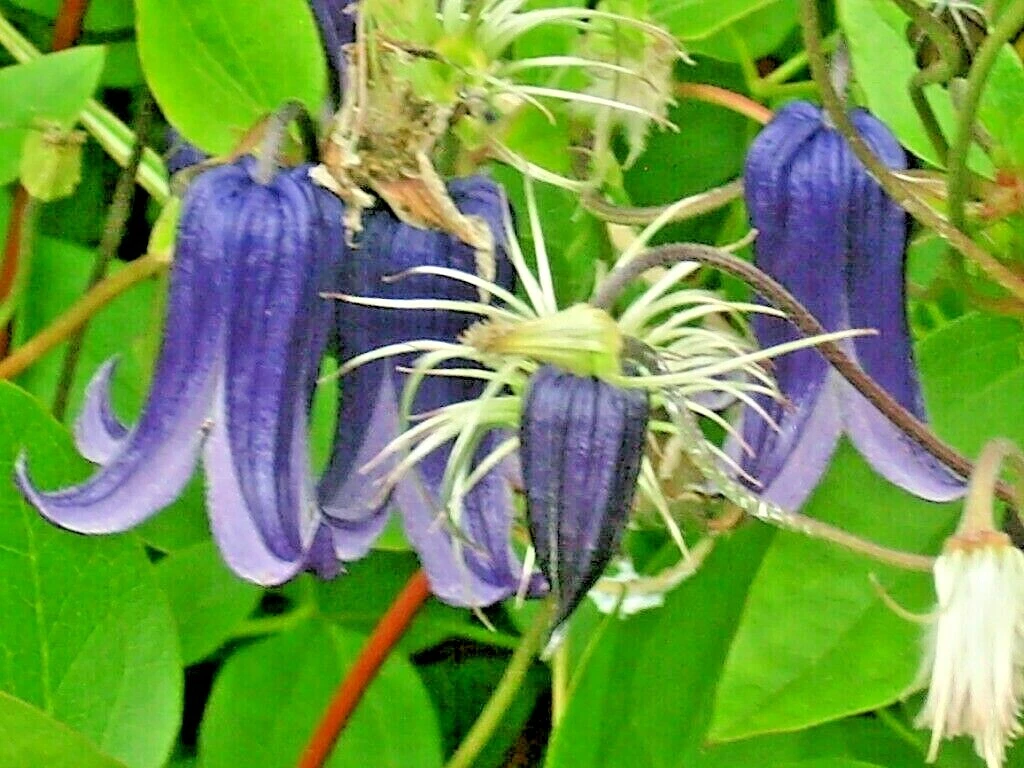 Bell Clematis Plant